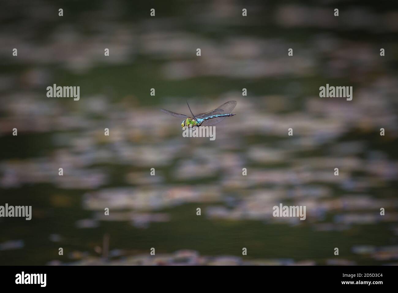 Mid-flight Emperor Dragonfly flying over a rural pond in Kibblesworth ...