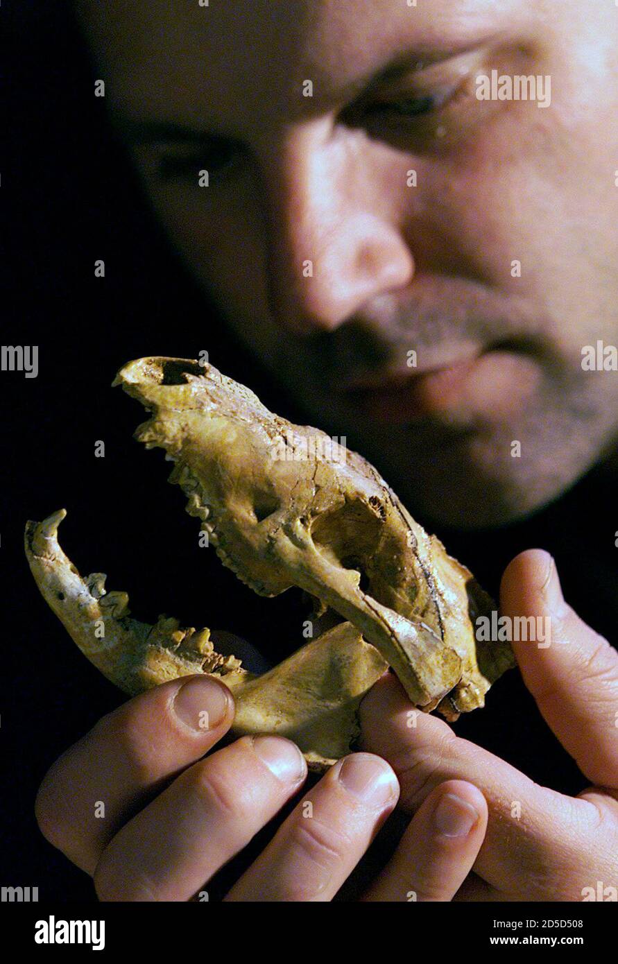 Extinct animals of australia hi-res stock photography and images - Alamy