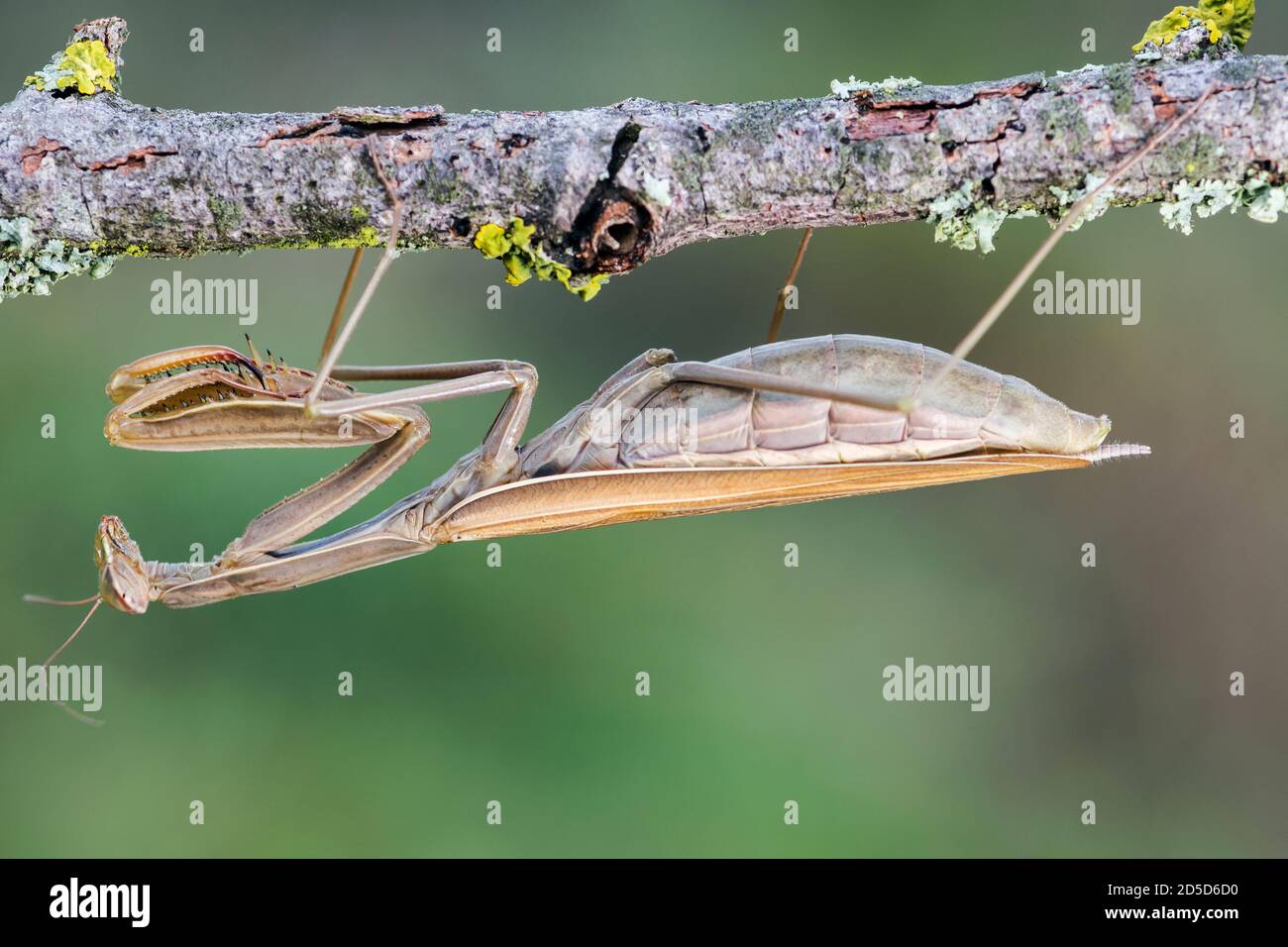 female Praying Mantis (Mantis religiosa Stock Photo - Alamy