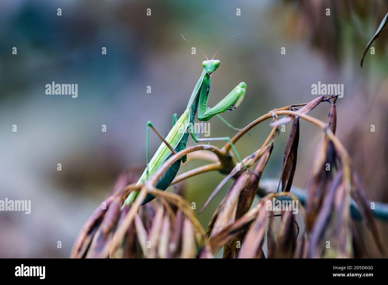 female Praying Mantis (Mantis religiosa Stock Photo - Alamy