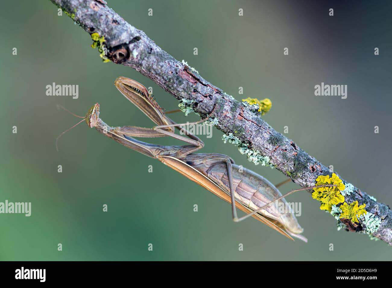 female Praying Mantis (Mantis religiosa Stock Photo - Alamy