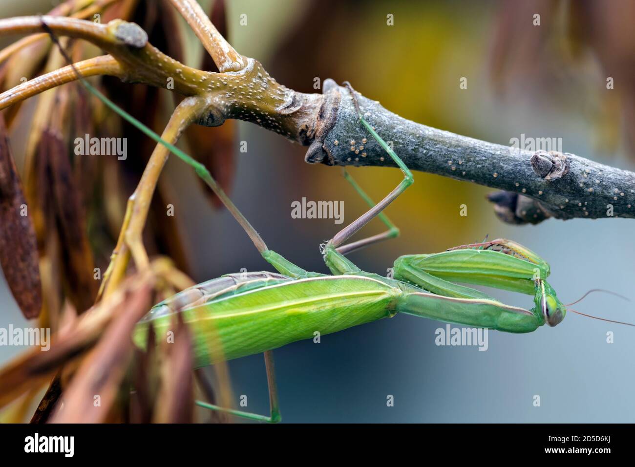 female Praying Mantis (Mantis religiosa Stock Photo - Alamy