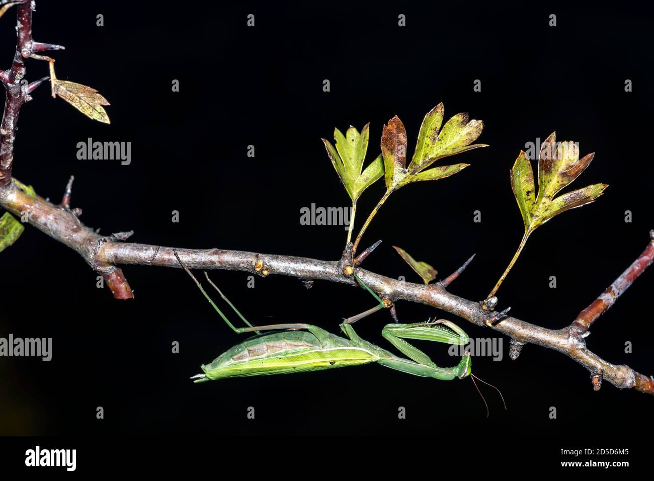female Praying Mantis (Mantis religiosa Stock Photo - Alamy