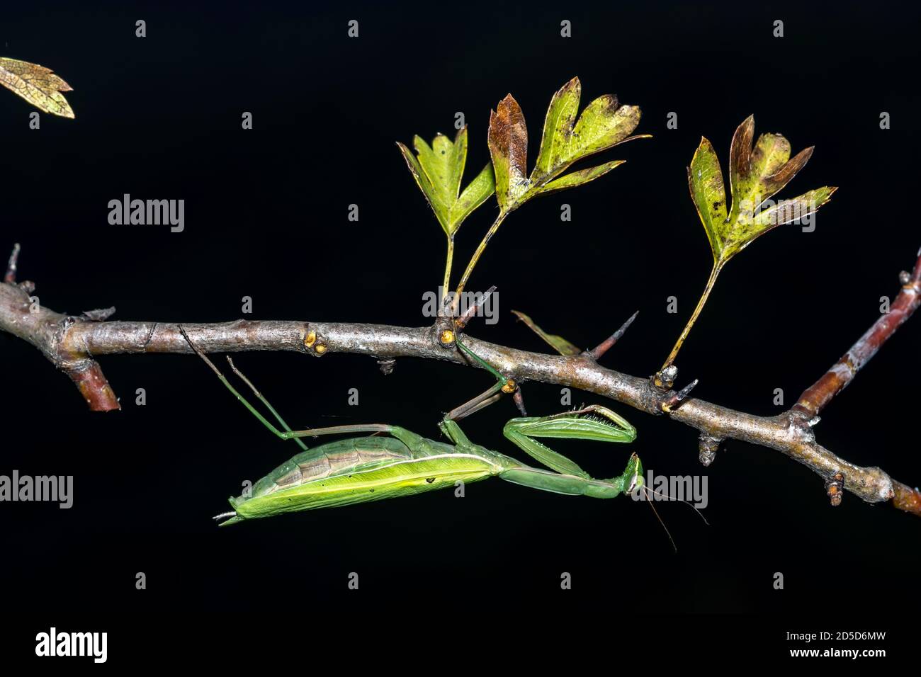 female Praying Mantis (Mantis religiosa Stock Photo - Alamy