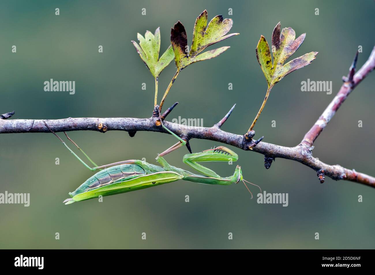 female Praying Mantis (Mantis religiosa Stock Photo - Alamy