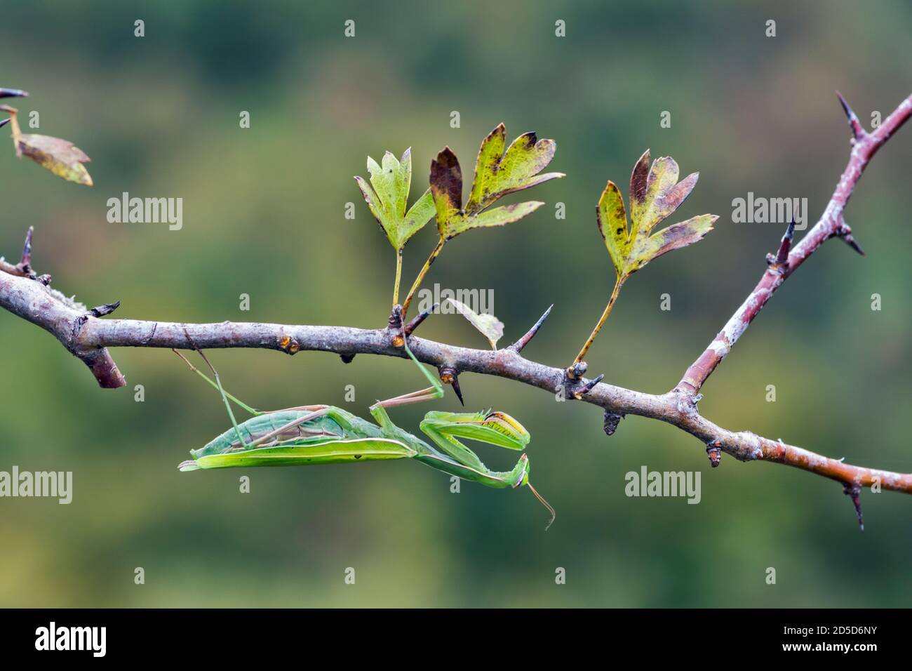 female Praying Mantis (Mantis religiosa Stock Photo - Alamy