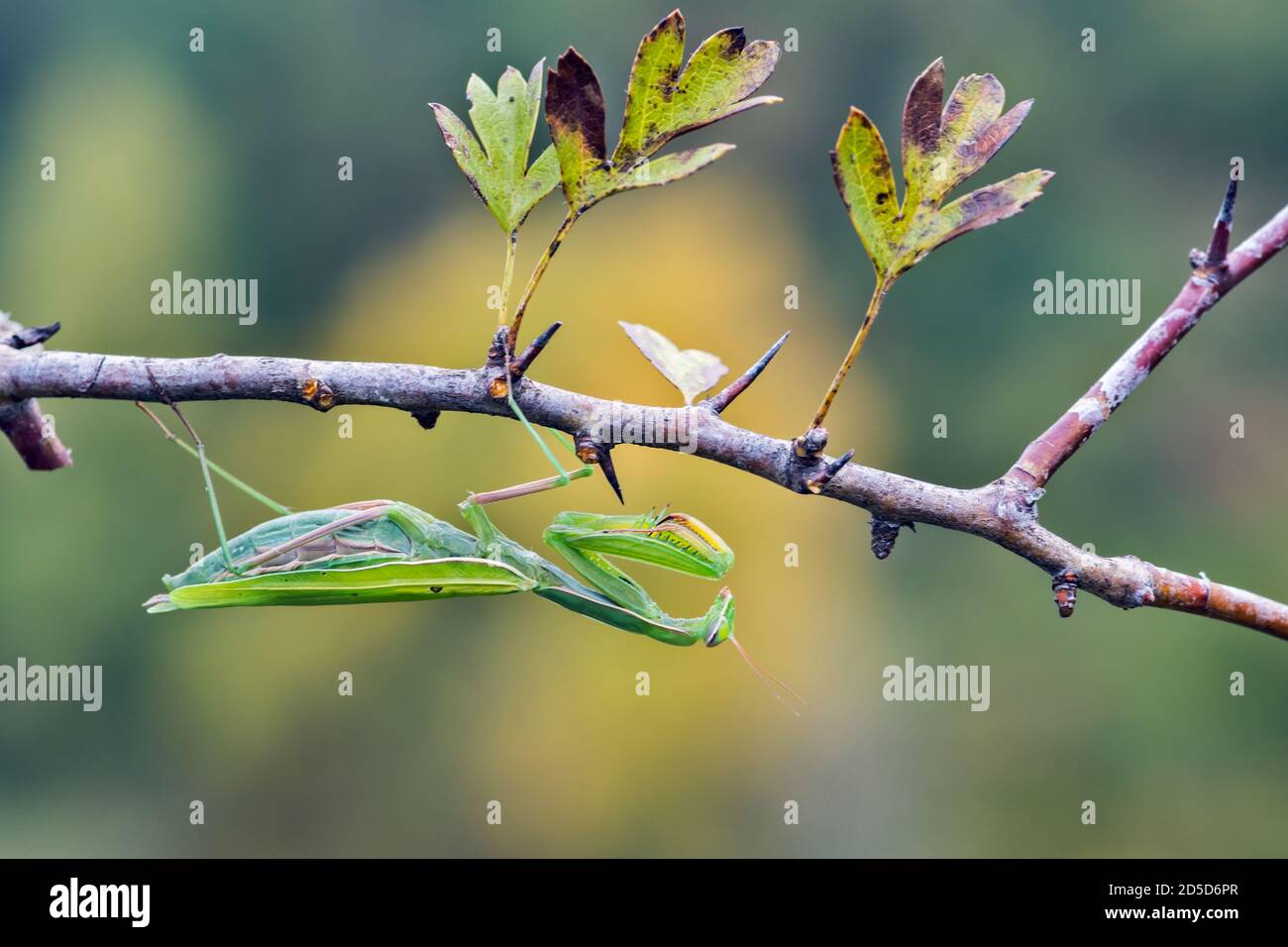 female Praying Mantis (Mantis religiosa Stock Photo - Alamy