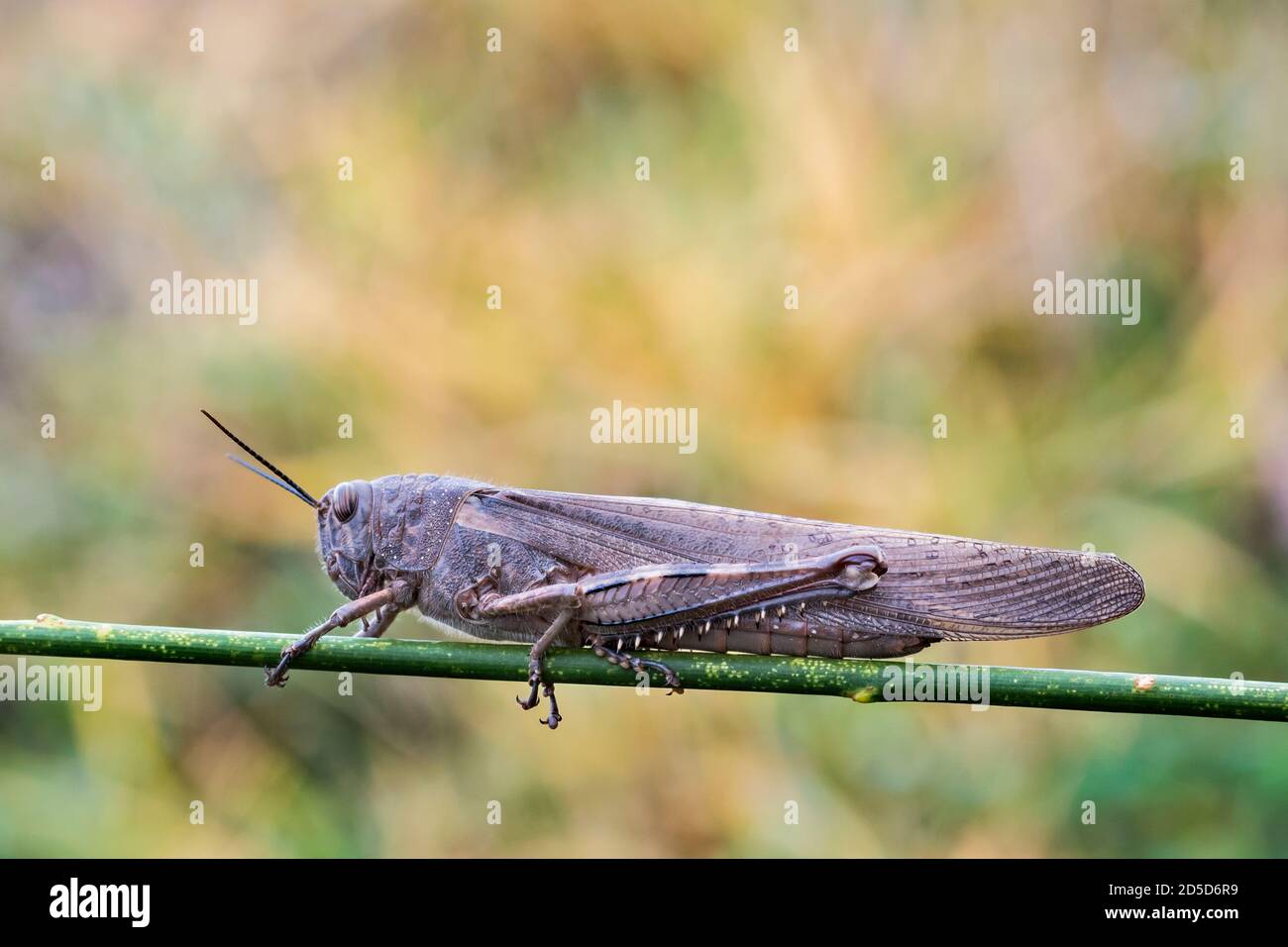 Egyptian Locust (Anacridium aegyptium Stock Photo - Alamy
