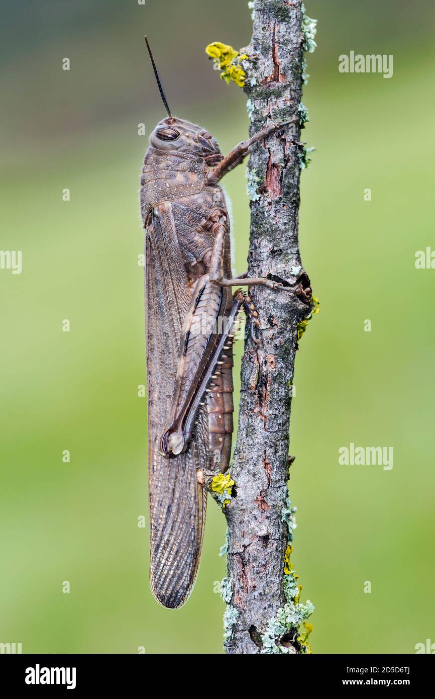 Egyptian Locust (Anacridium aegyptium Stock Photo - Alamy