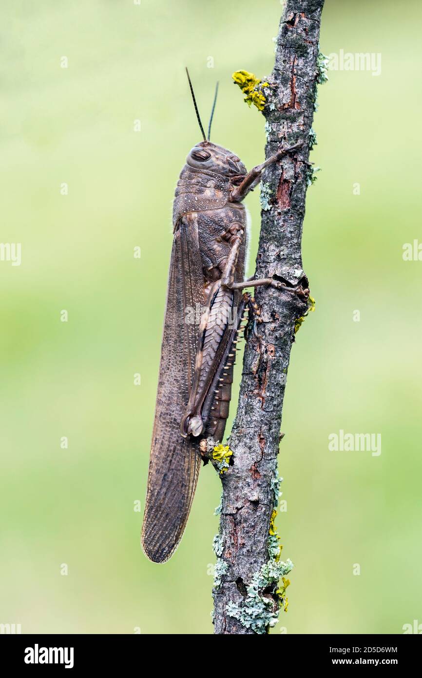 Egyptian Locust (Anacridium aegyptium Stock Photo - Alamy