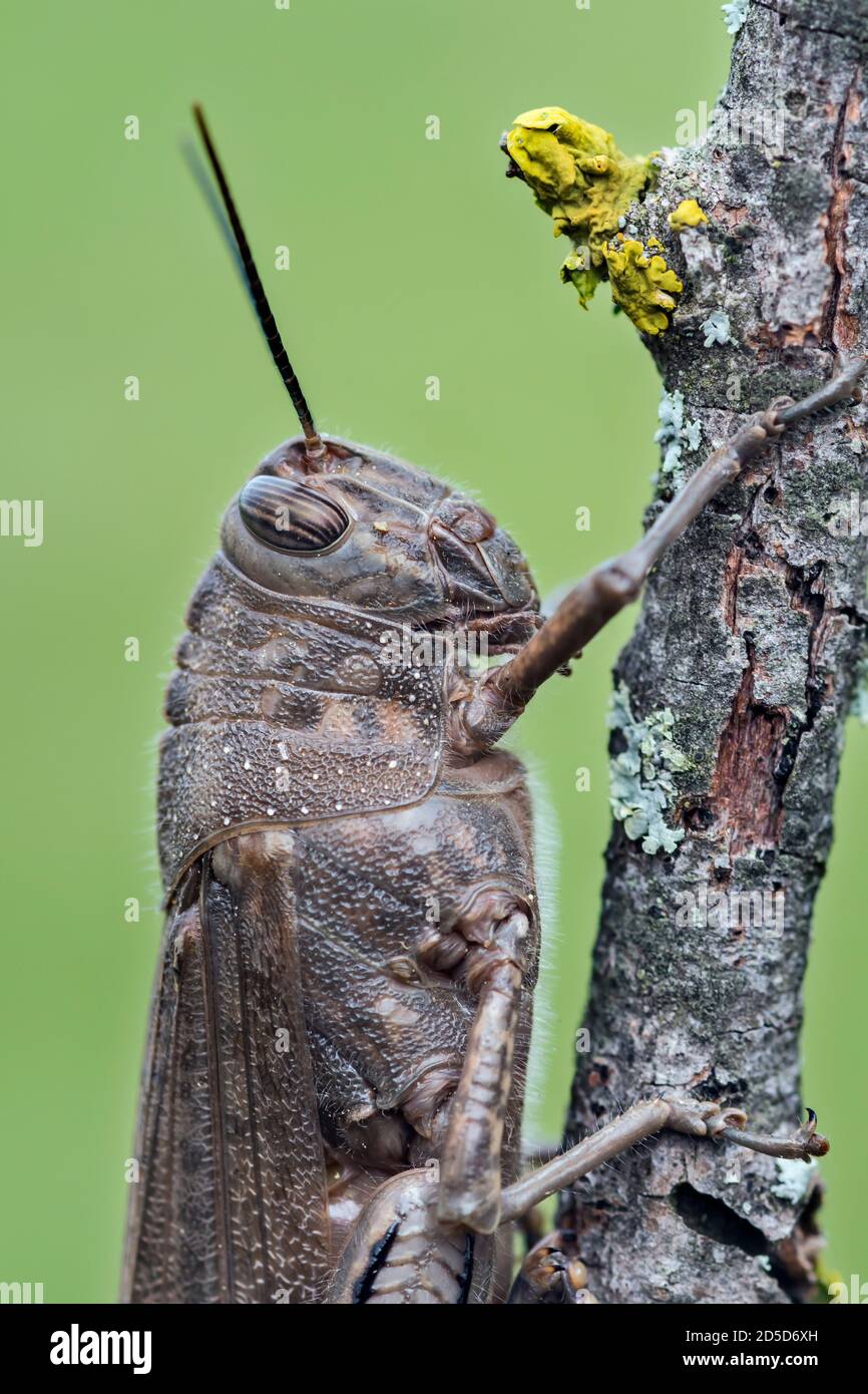 Egyptian Locust (Anacridium aegyptium Stock Photo - Alamy