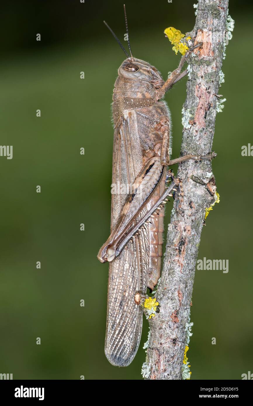 Egyptian Locust (Anacridium aegyptium Stock Photo - Alamy