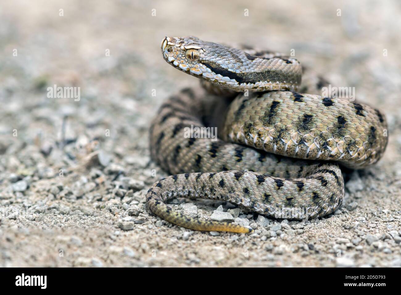 Vipera aspis hi-res stock photography and images - Alamy