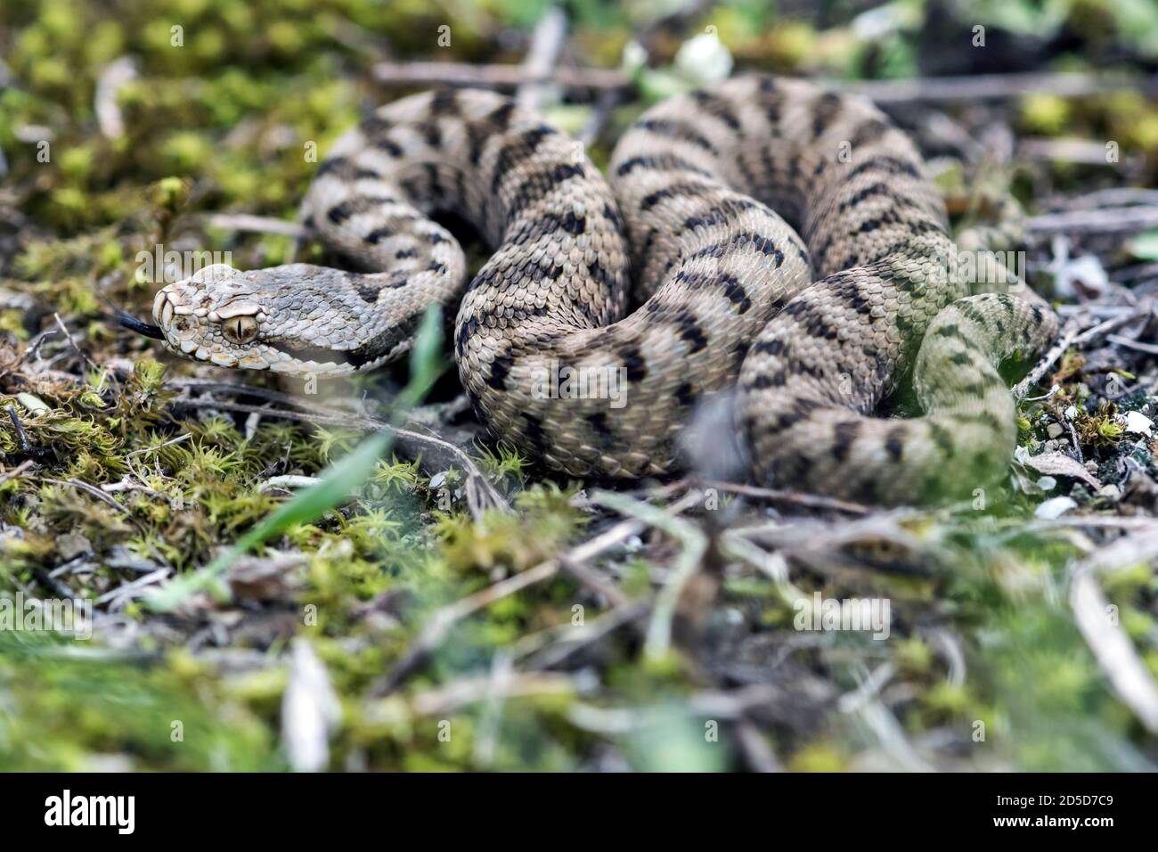 juvenile Viper (Vipera aspis Stock Photo - Alamy