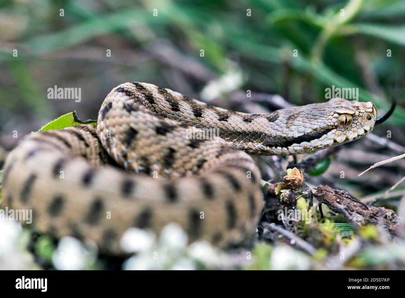 Ground snake aspis hi-res stock photography and images - Alamy