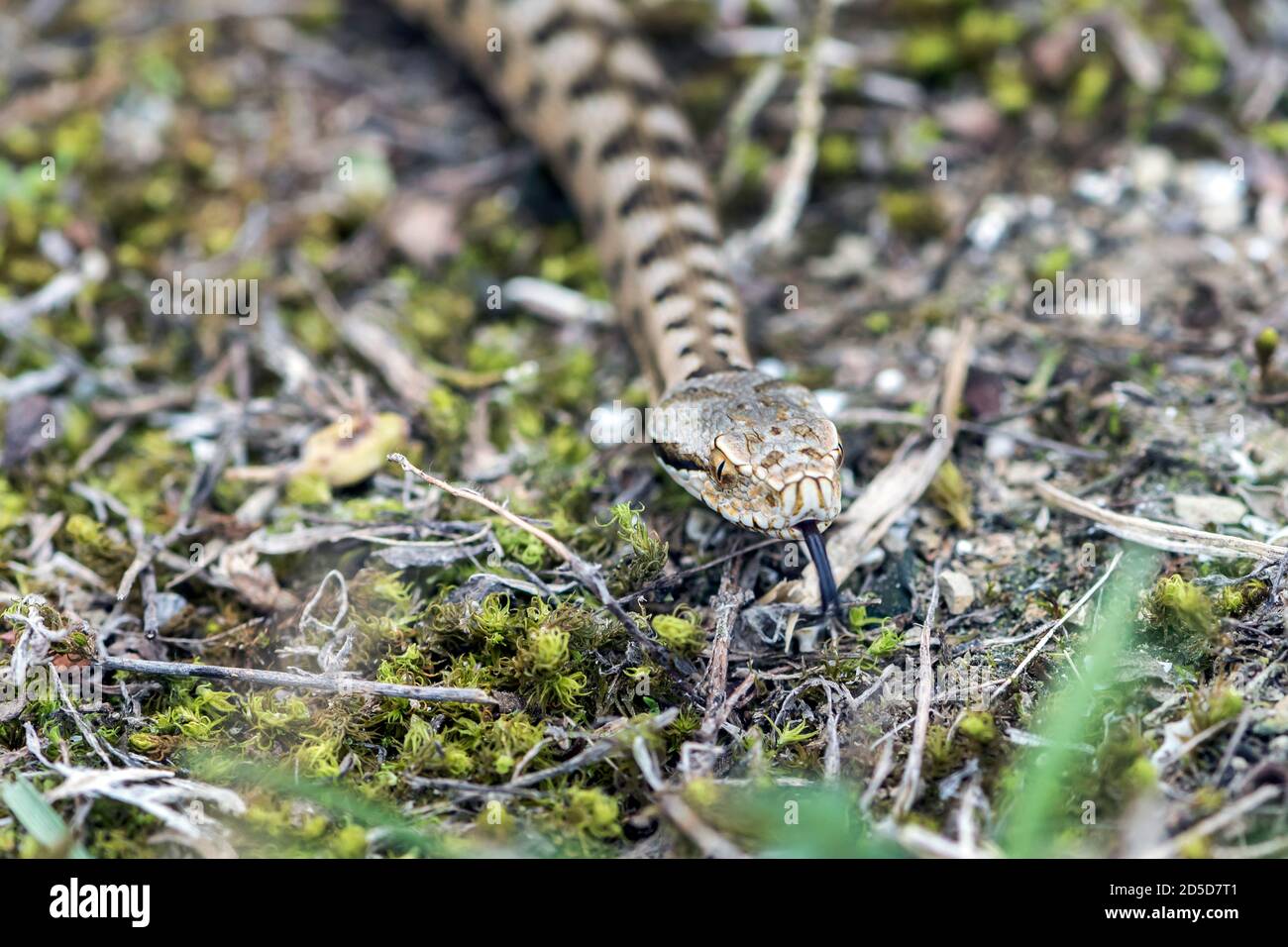 Ground snake aspis hi-res stock photography and images - Alamy