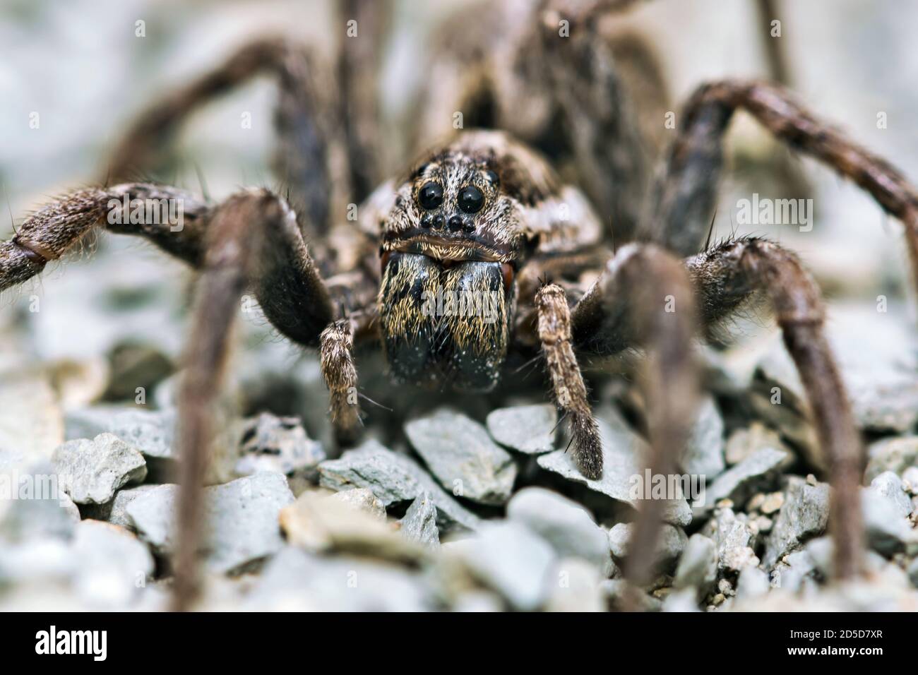 European Wolf Spider (Hogna radiata Stock Photo - Alamy