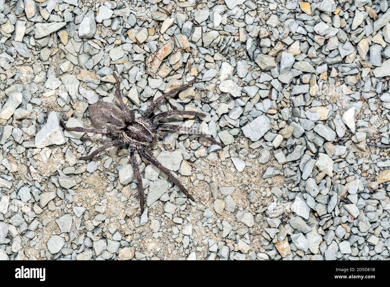 European Wolf Spider (Hogna radiata Stock Photo - Alamy