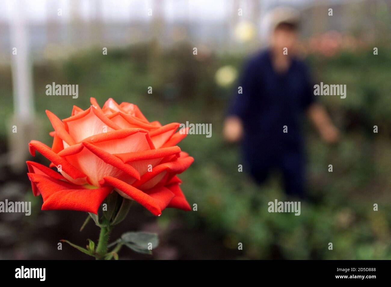Flores de colombia hi-res stock photography and images - Alamy