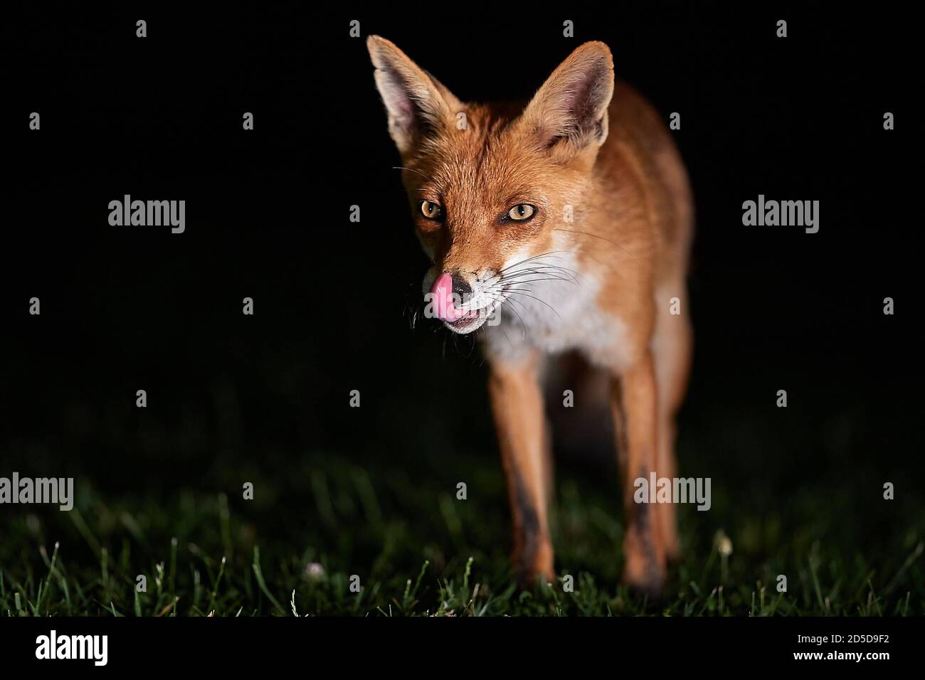 Fox at night in the countryside Stock Photo - Alamy