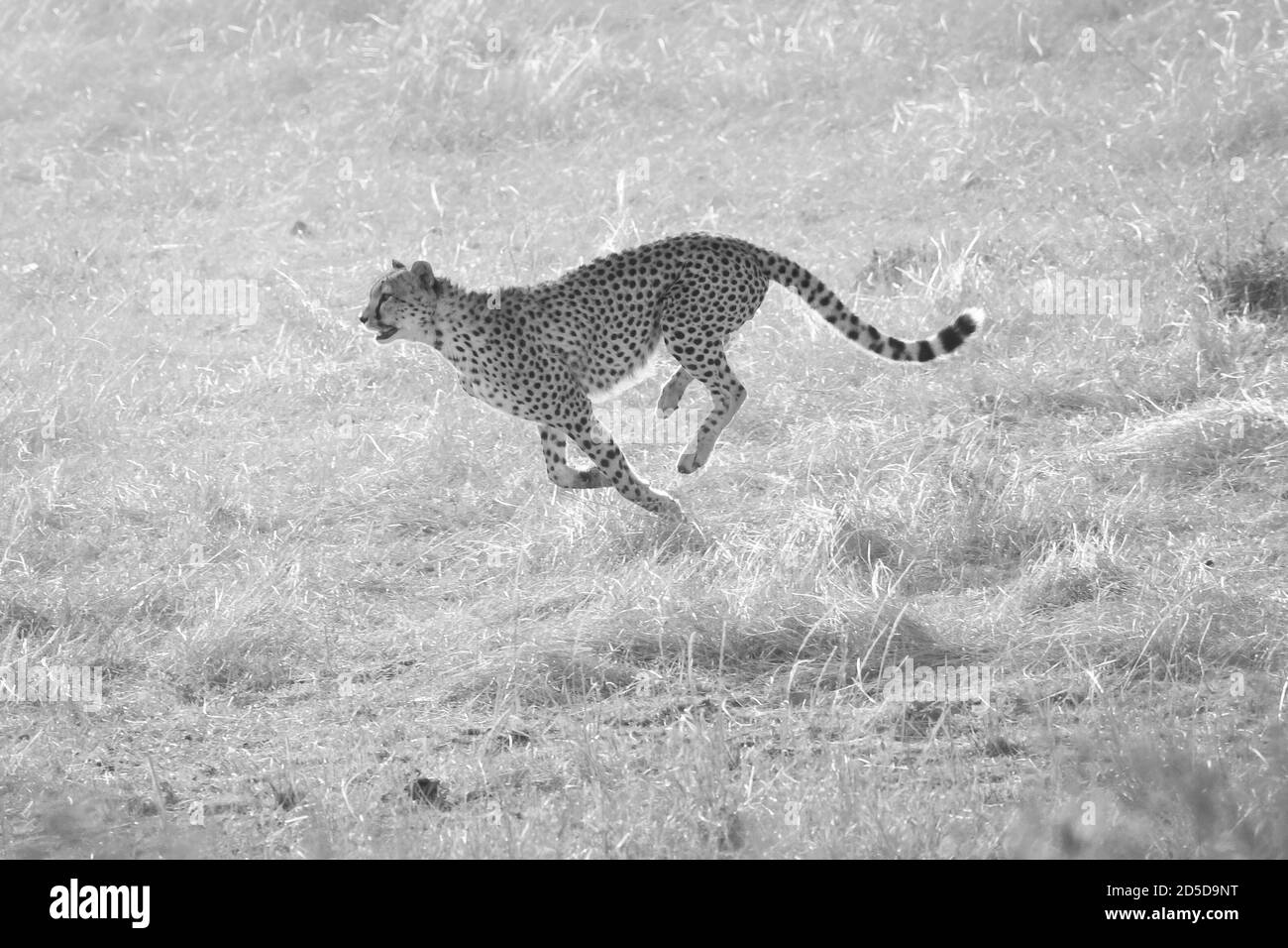 Cheetahs Running After Prey