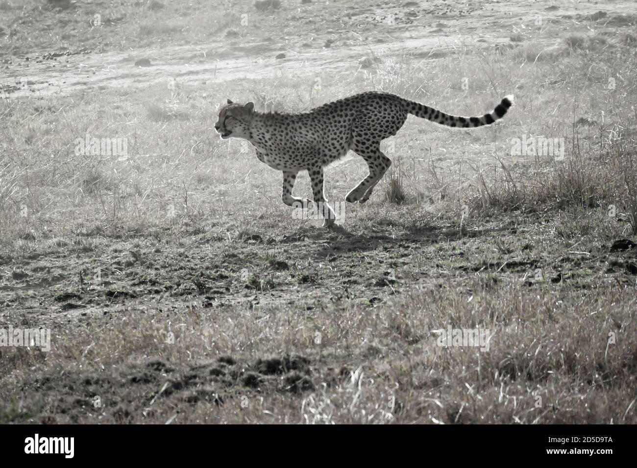 Cheetah running after prey hi-res stock photography and images - Alamy