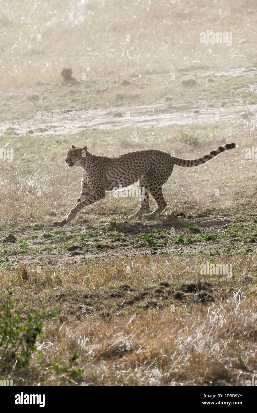 Cheetah running after prey hi-res stock photography and images - Alamy