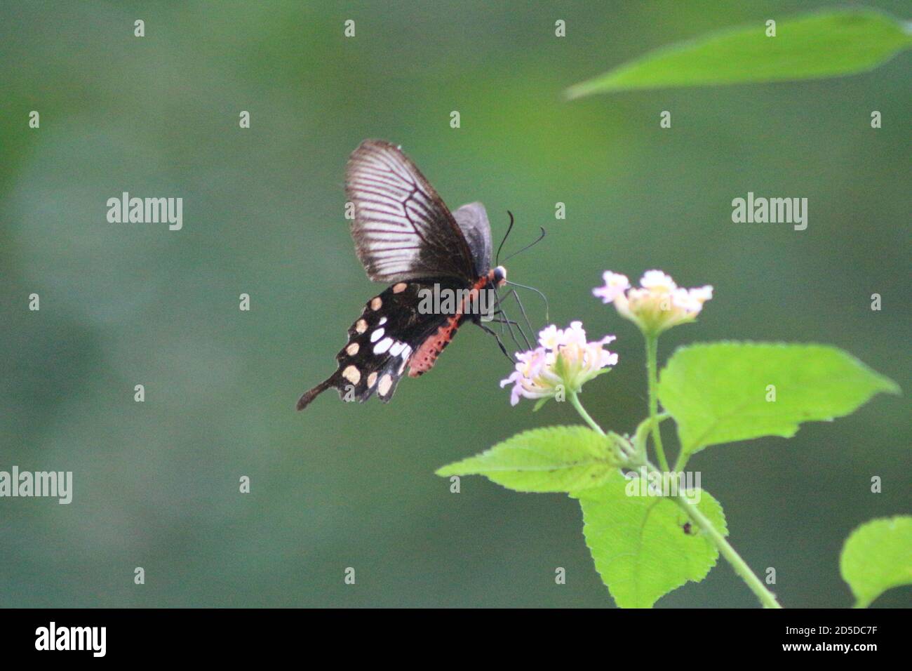 Zuma contract photographer hi-res stock photography and images - Alamy