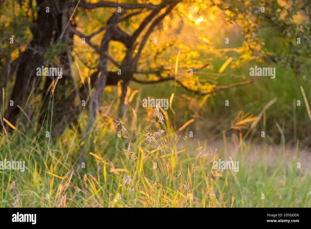 Back lit sunlight coming through trees and grass in a meadow at sunset ...