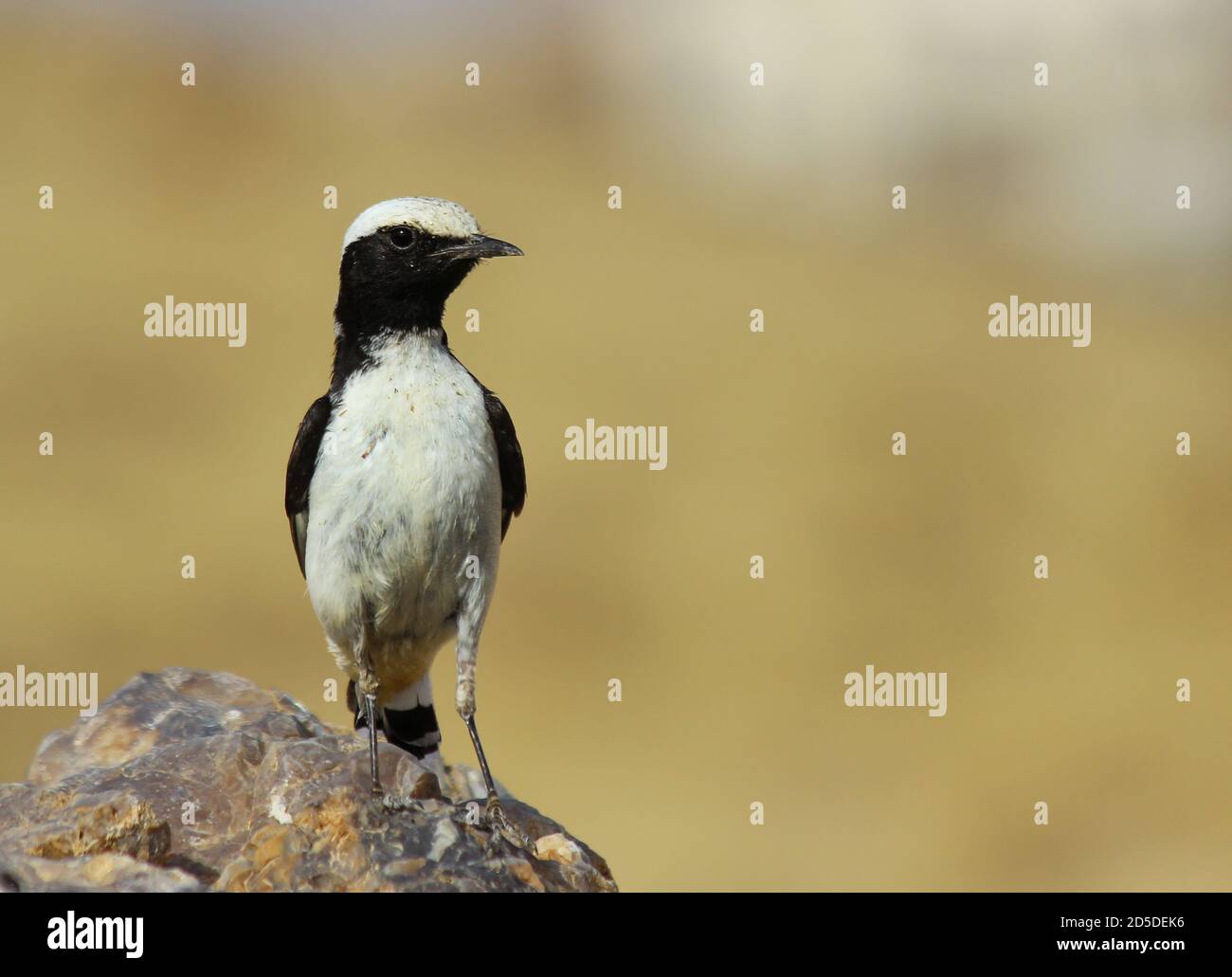 Baby Wheatear High Resolution Stock Photography and Images - Alamy