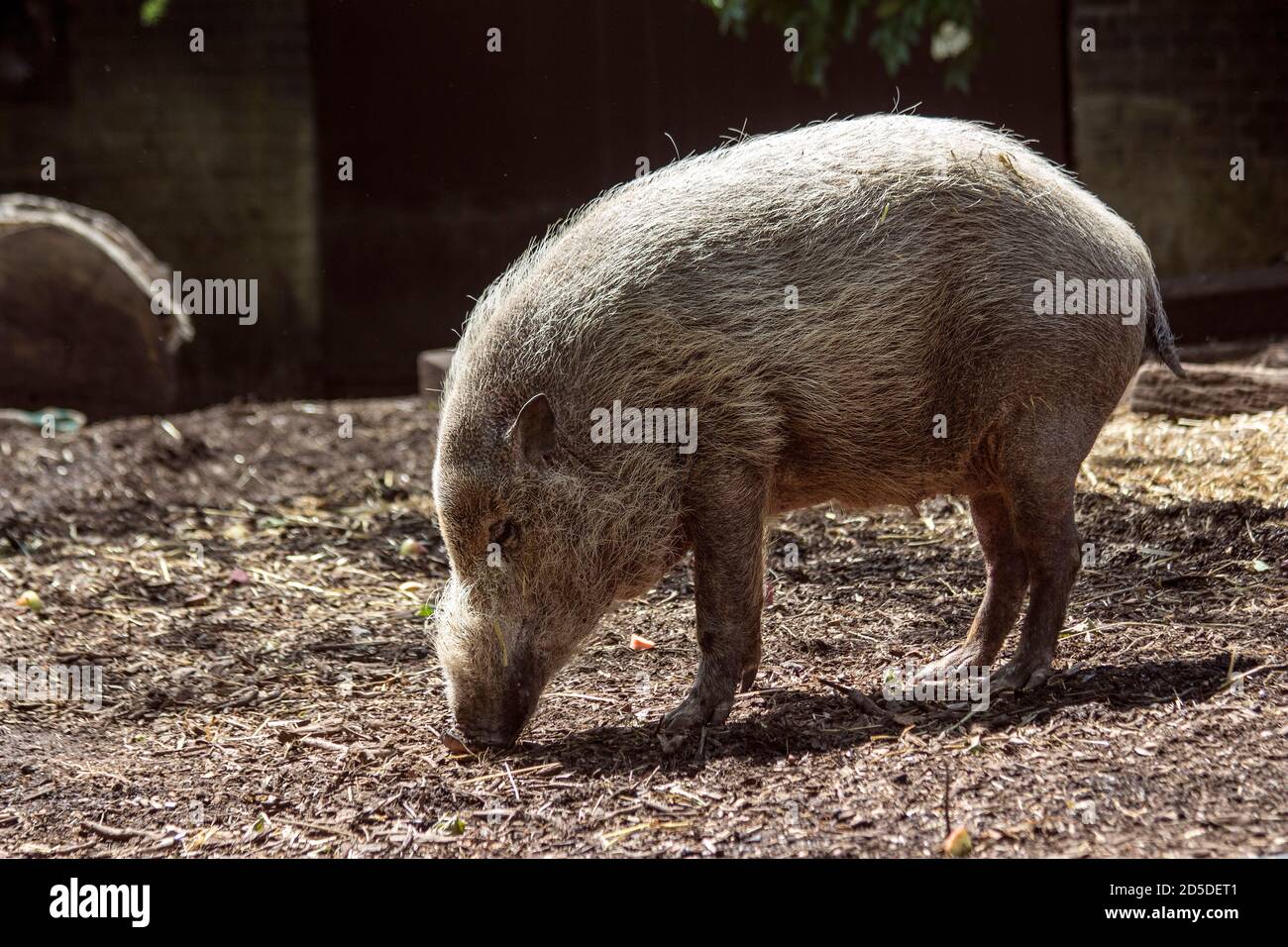 Bearded pig boar hi-res stock photography and images - Alamy