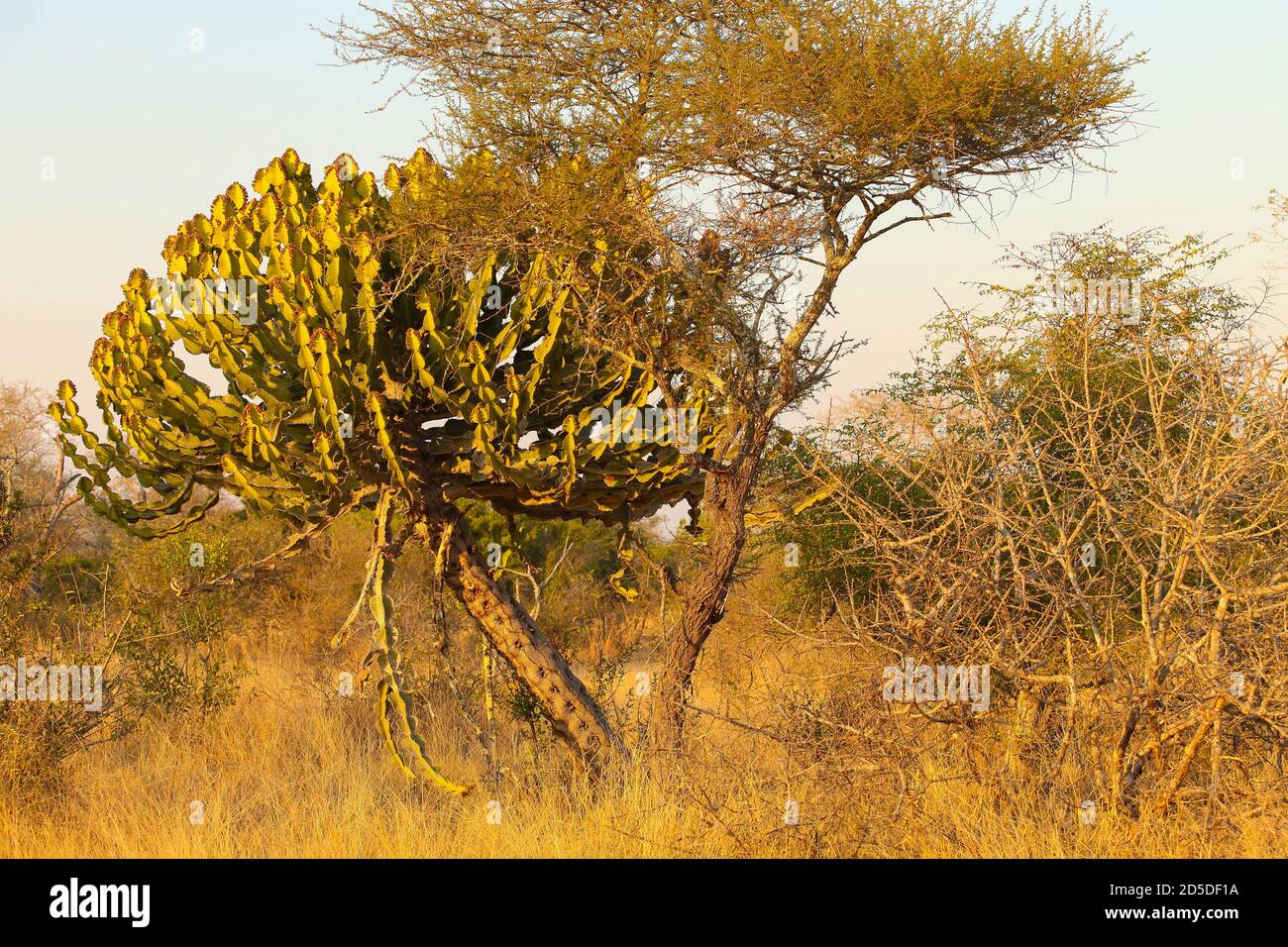 Cactus succulent and trees in a dry South African wildlife reserve ...