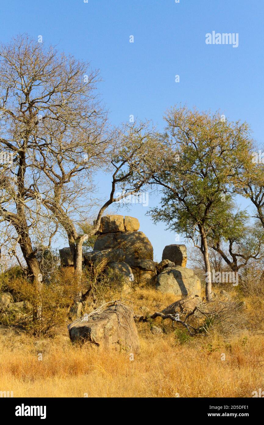 African Savannah grassland and bush in South African Game reserve Stock ...
