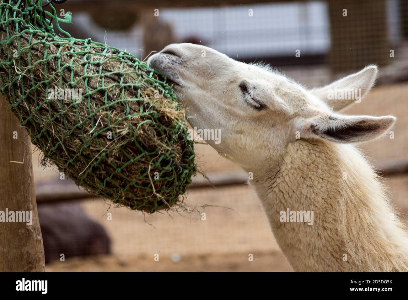 Brown & White Llama sitting basking in sunshine within a zoo enclosure ...