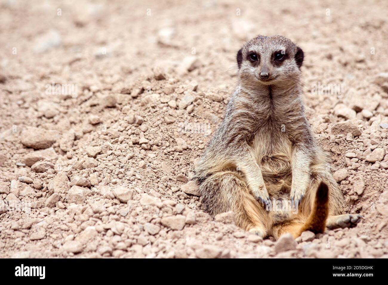 Lazy Meerkat sitting playfully on desert sand & stones relaxing Stock ...