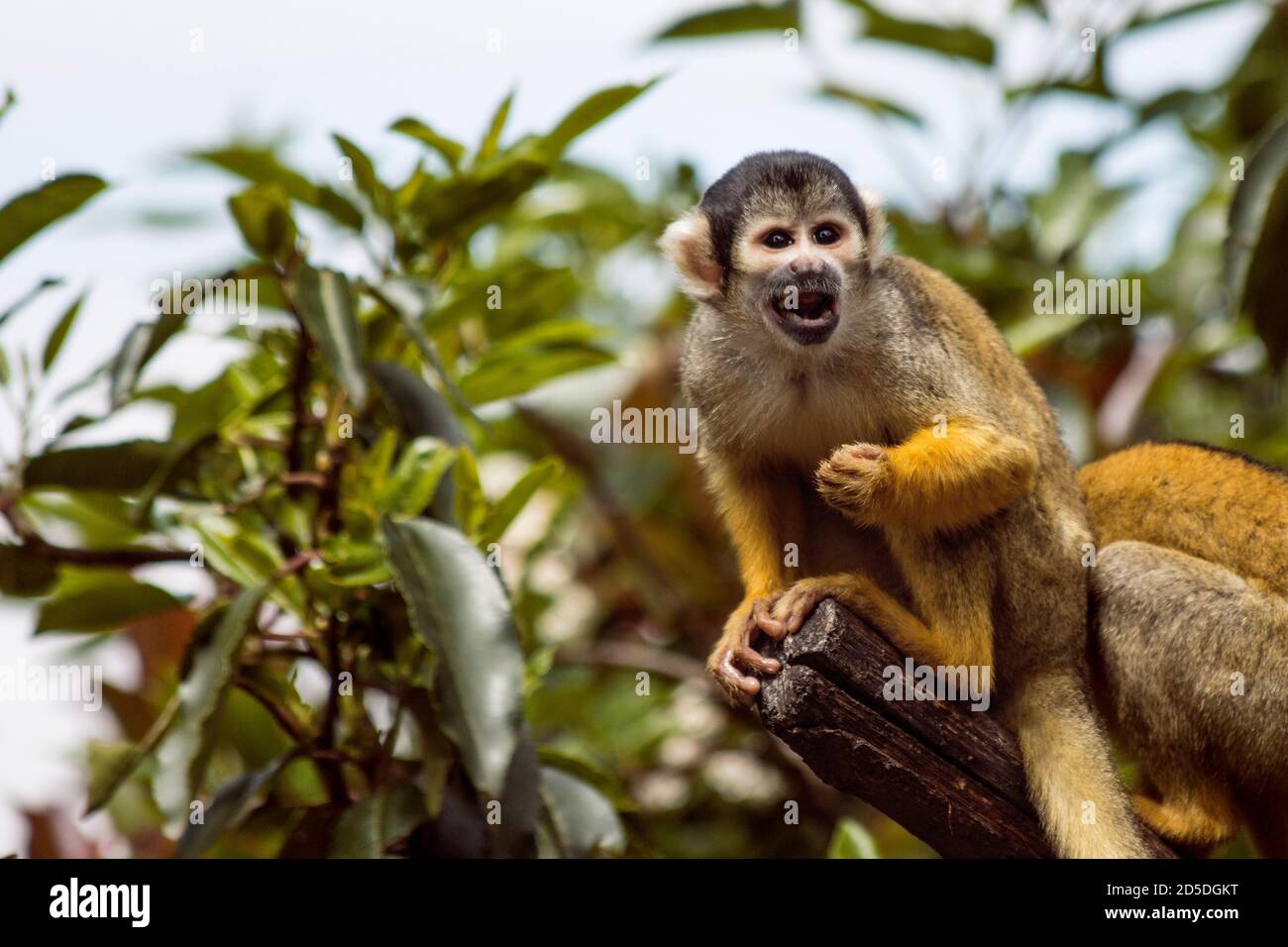 Angry squirrel hi-res stock photography and images - Alamy
