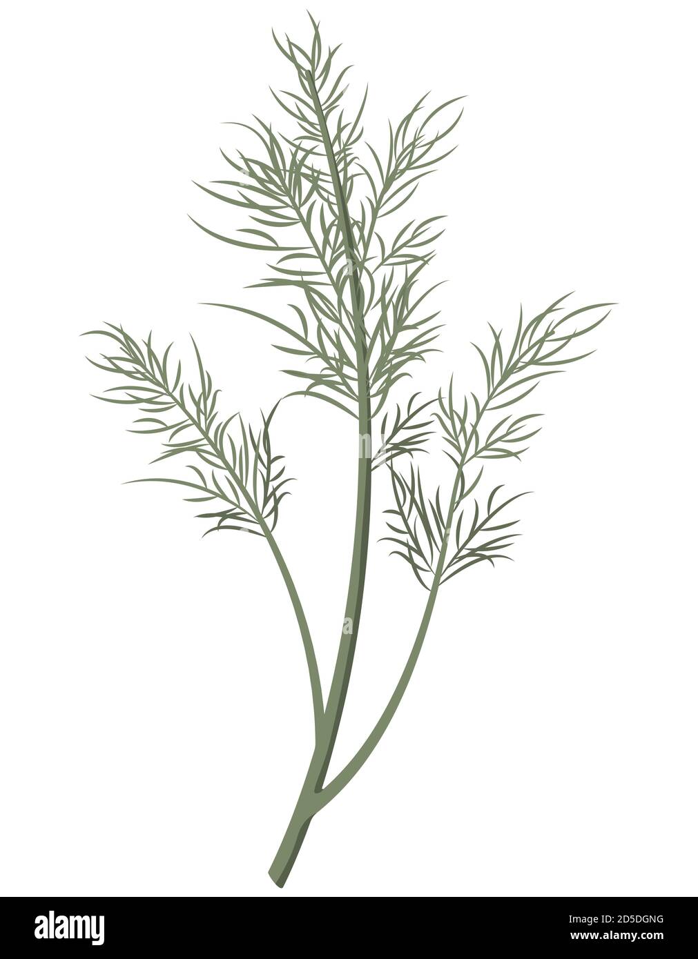 Dill in cartoon style. Fresh herb isolated on white background Stock ...