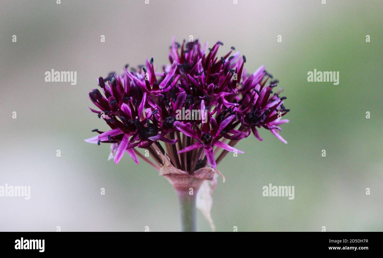 Allium rothii hi-res stock photography and images - Alamy