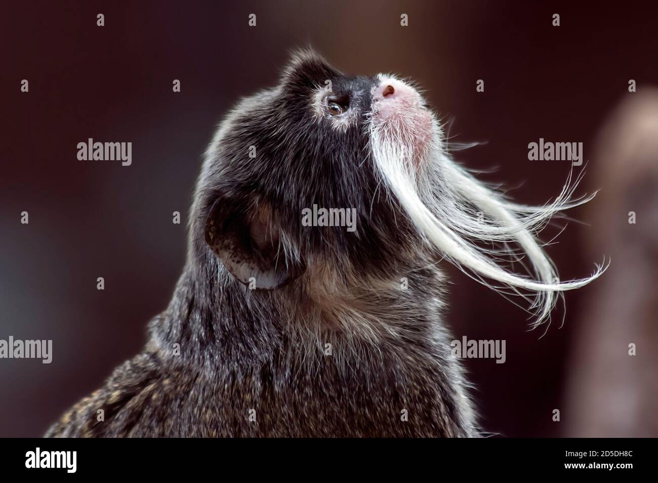 Emperor Tamarin soft focus portrait looking up from side Stock Photo ...
