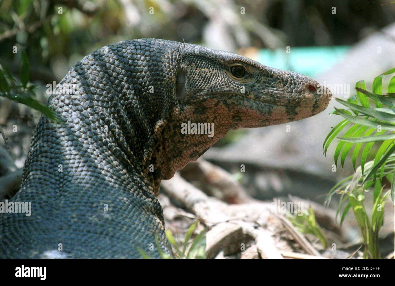 Surrounded by live snakes hi-res stock photography and images - Alamy