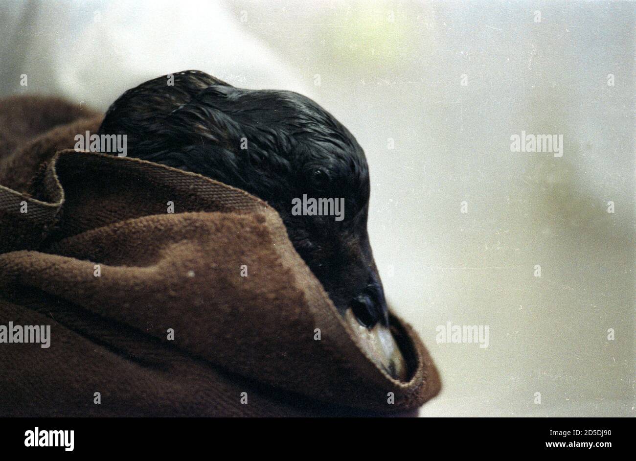 Oil covered bird exxon hi-res stock photography and images - Alamy