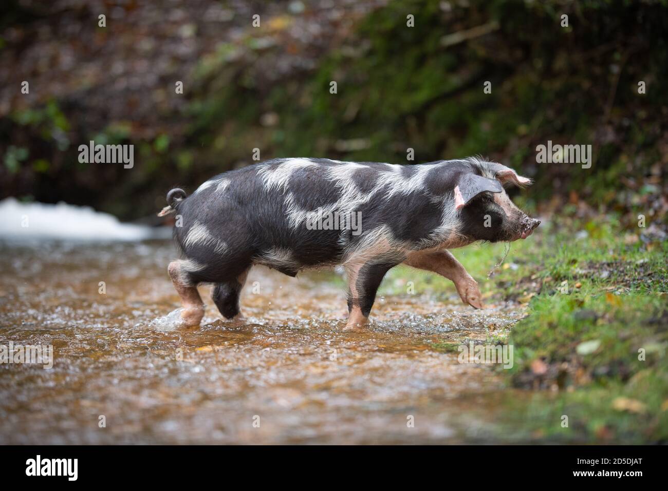 Piglets and pigs feed on The New Forest forest floor searching for ...