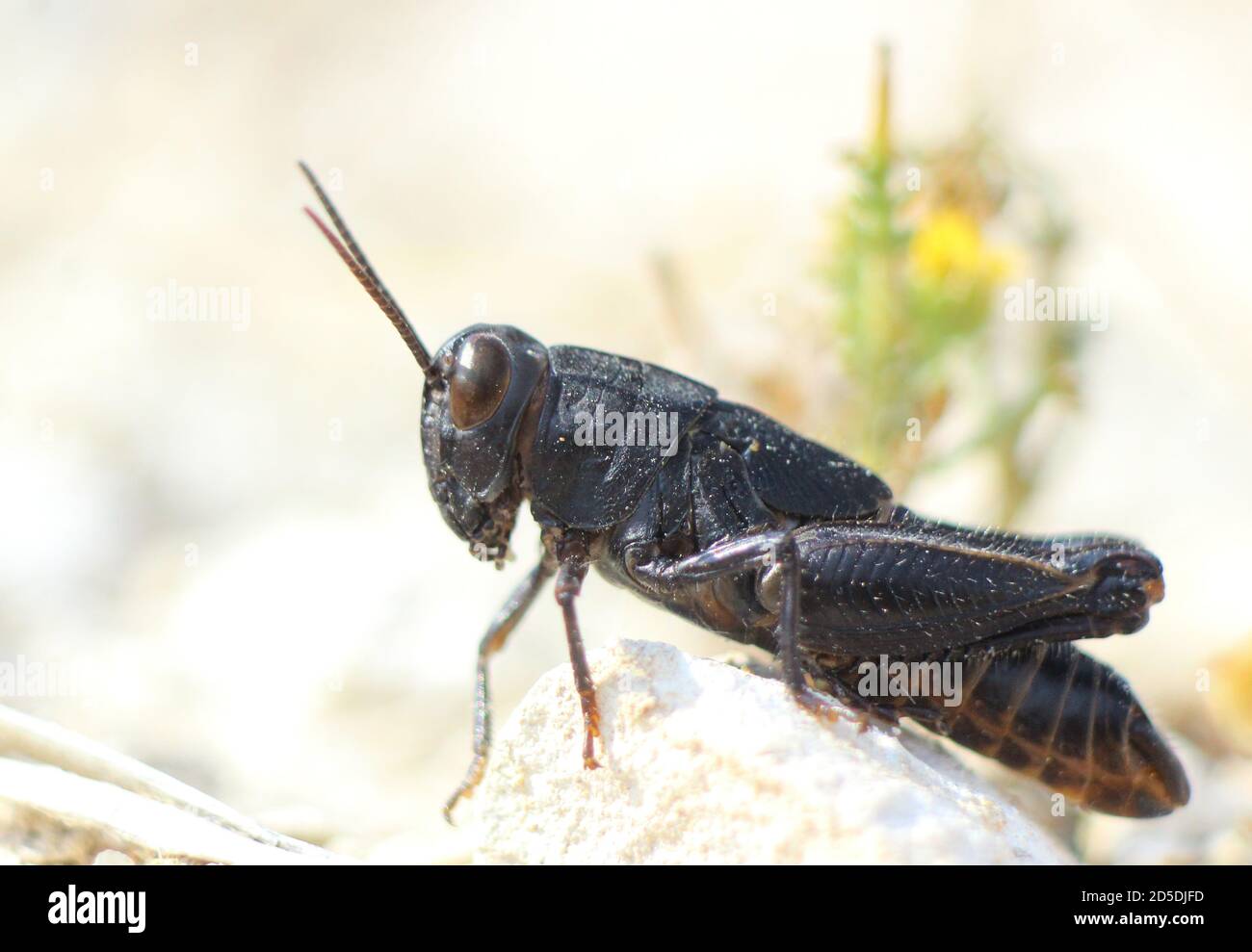 Black grasshopper hi-res stock photography and images - Alamy