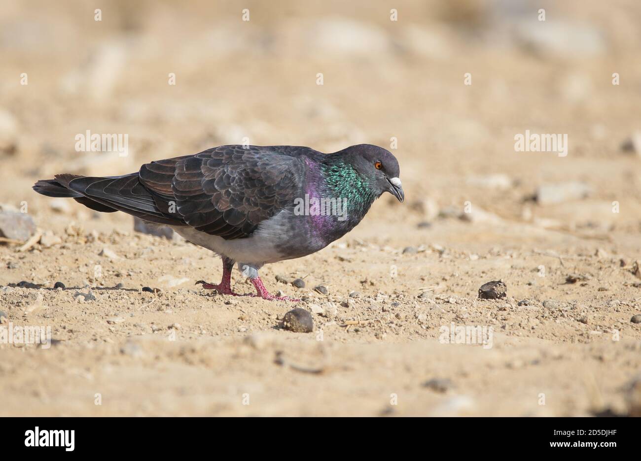Wild Rock Dove (Columba livia Stock Photo - Alamy
