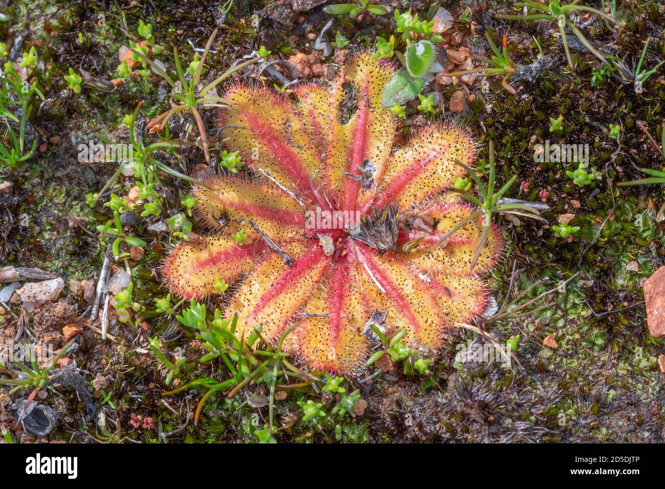 Drosera bulbosa close to Perth, Western Australia Stock Photo - Alamy