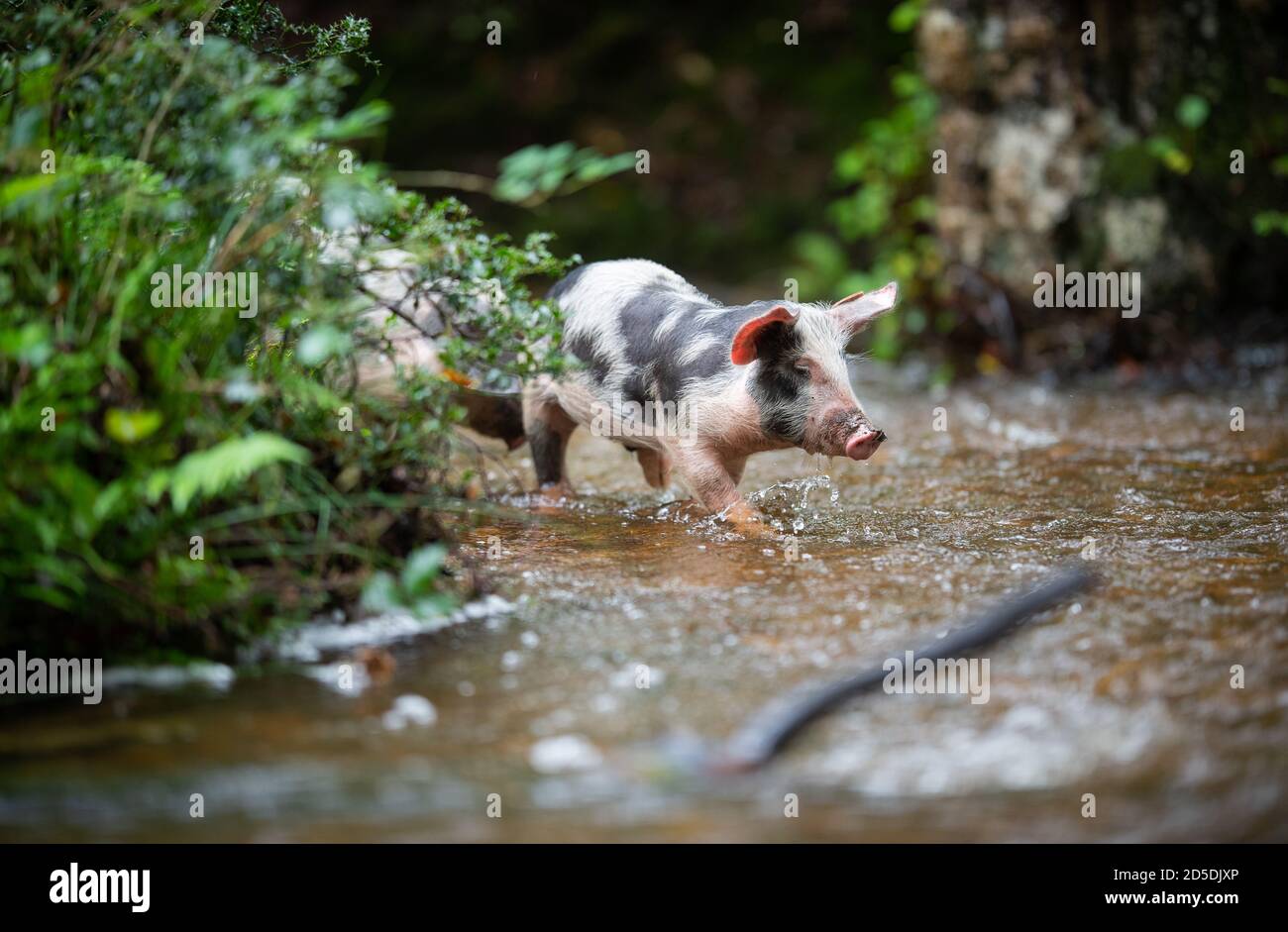 Piglets and pigs feed on The New Forest forest floor searching for ...