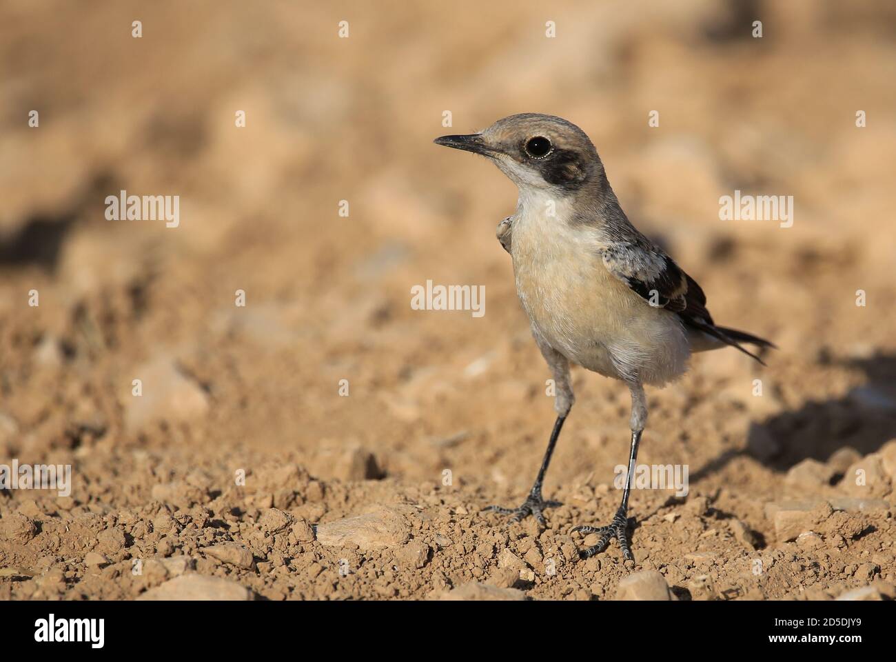 Baby Wheatear High Resolution Stock Photography and Images - Alamy
