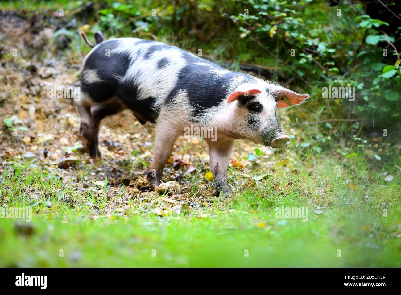 Piglets and pigs feed on The New Forest forest floor searching for ...