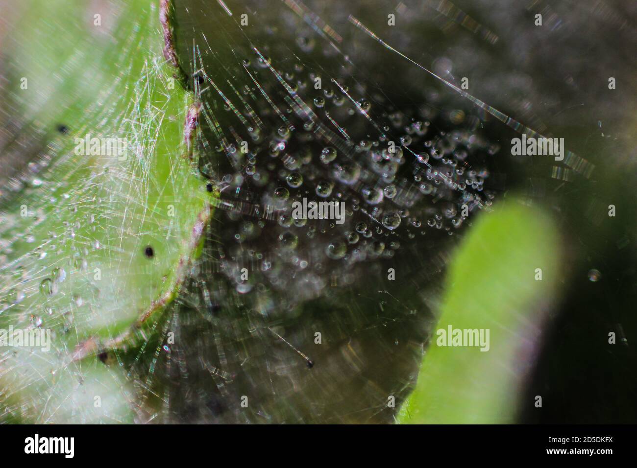 Dew drops on spider webs Stock Photo - Alamy