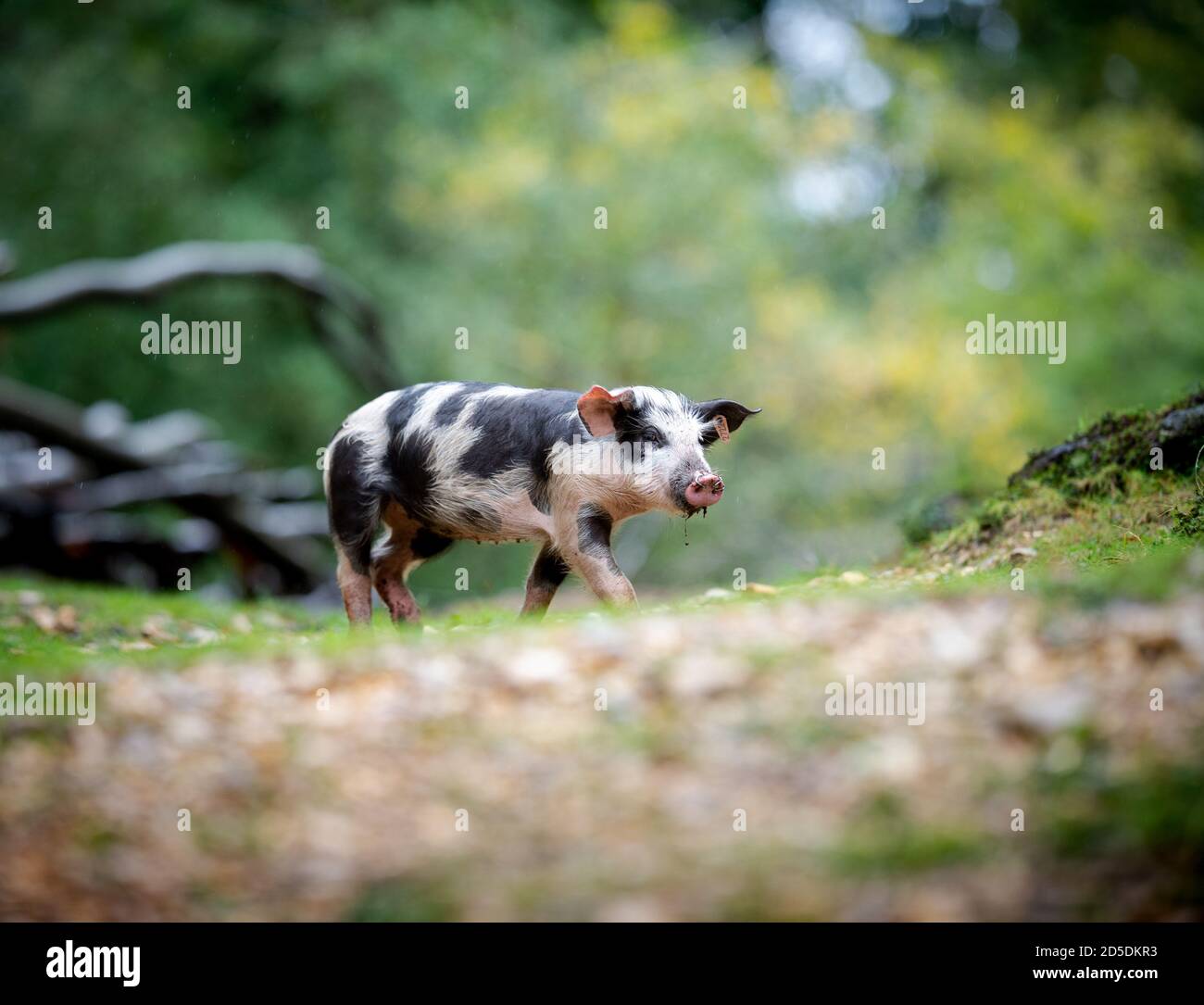 Piglets and pigs feed on The New Forest forest floor searching for ...